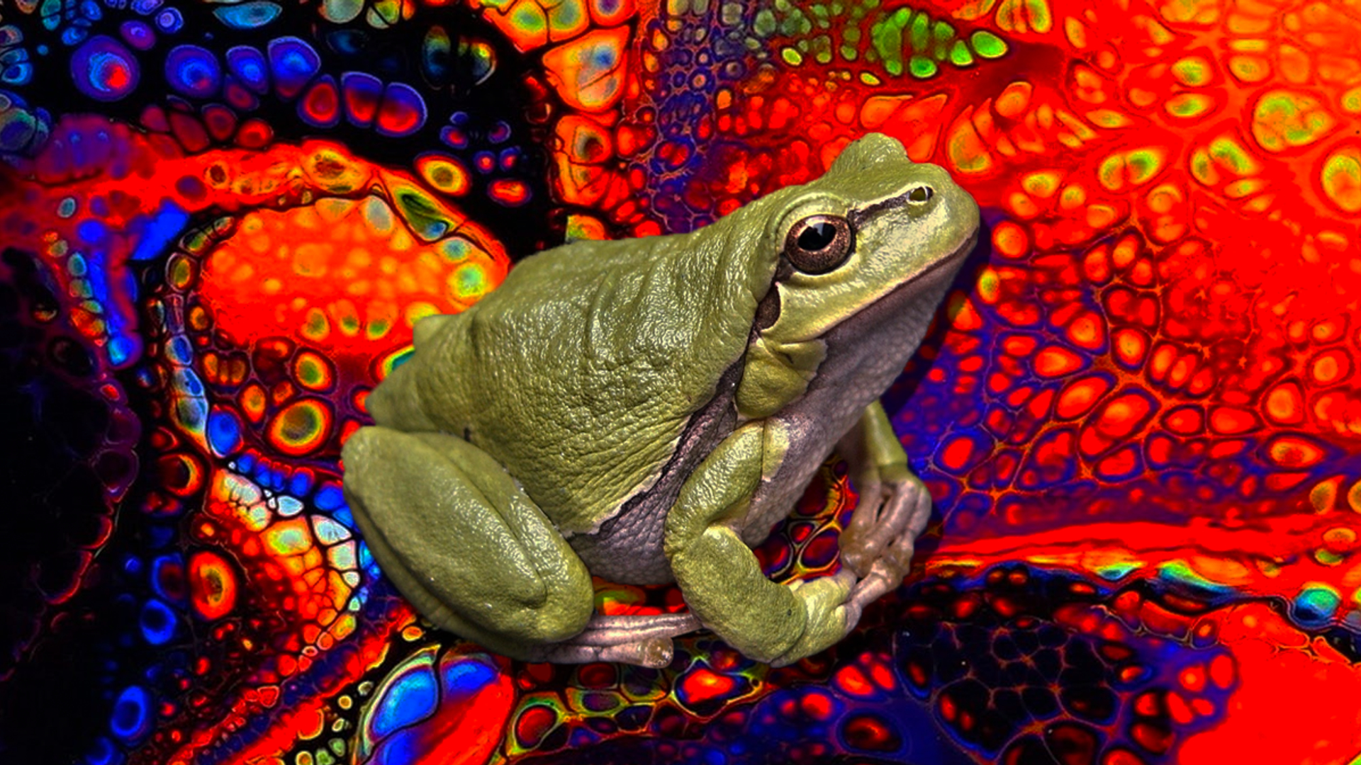 Trippen door een Mexicaanse pad: “5 MeO-DMT heeft mijn leven gereset ...